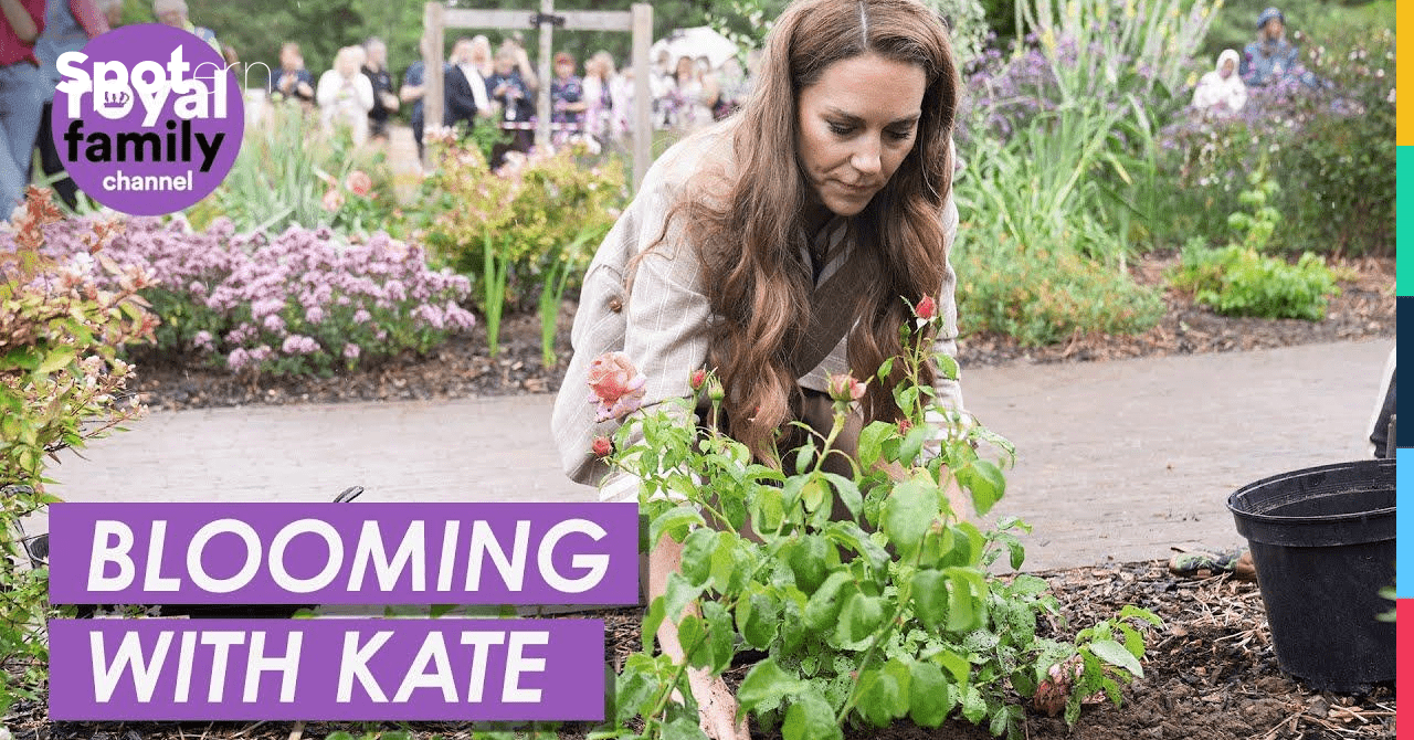 Kate Plants Stunning 'Catherine’s Rose' at Colchester Hospital's ...