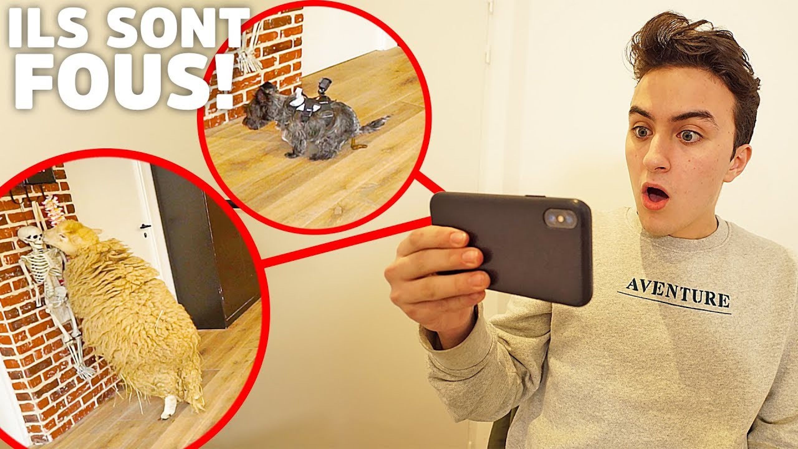 QUE FONT LES ANIMAUX QUAND ILS SONT SEULS CHEZ NOUS ? | HugoPOSAY ...