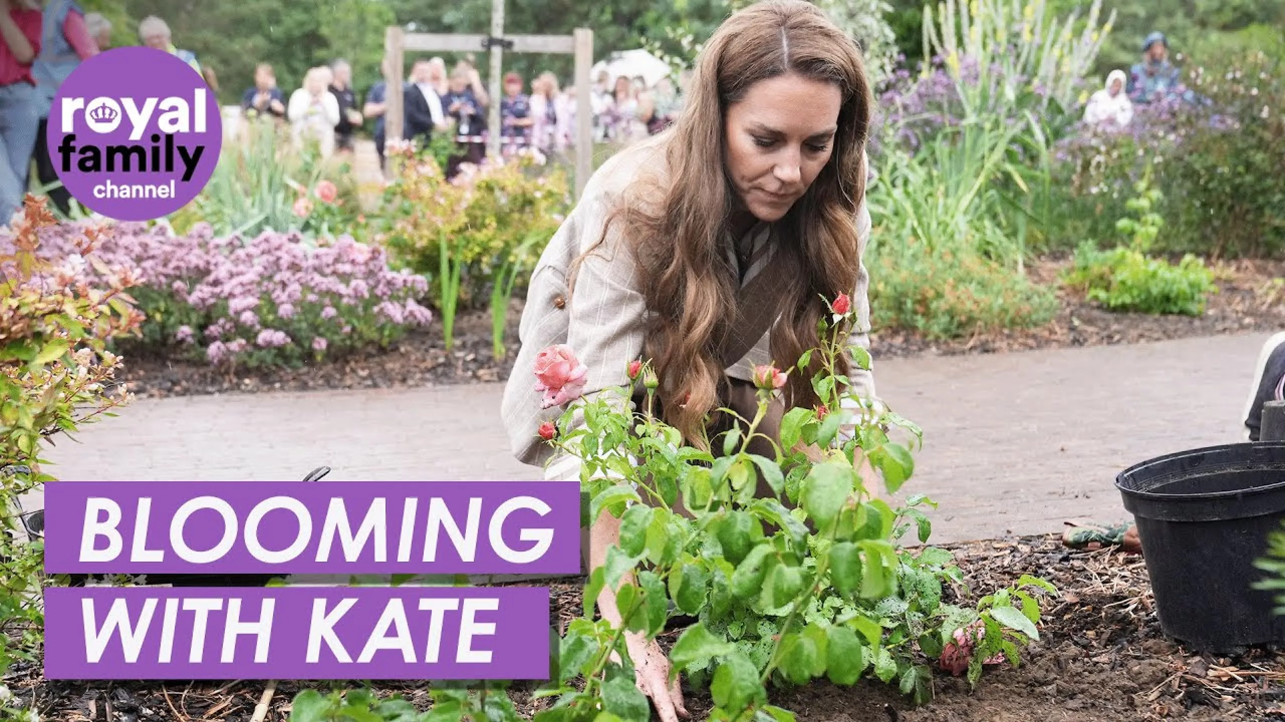 Kate Plants Stunning 'Catherine’s Rose' at Colchester Hospital's ...