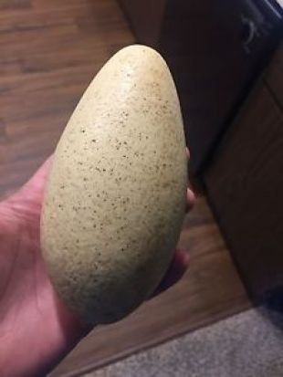 Jurassic Park 3 Screen Used Raptor Egg With COA