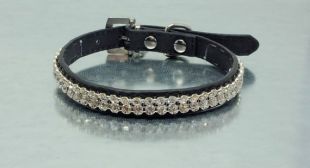 SpoiledPetsElegance - Black Faux Leather Collar embellished with ...