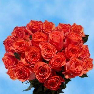 globalrose - GlobalRose 2 Dozen Orange Roses - Pleasantly Terrific!