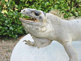 frenchfoundtreasures - Un très beau rare Rare Unusual Taxidermy Iguana ...