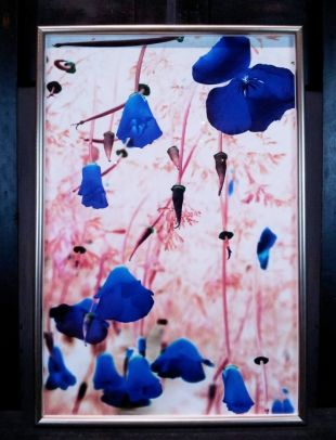 JEFFREY ROTHSTEIN PHOTOGRAPHY, NATURE SERIES - FRAMED