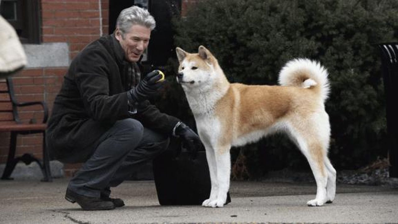 Le véritable chien Hatchi de Richard Gere dans Hatchi | Spotern
